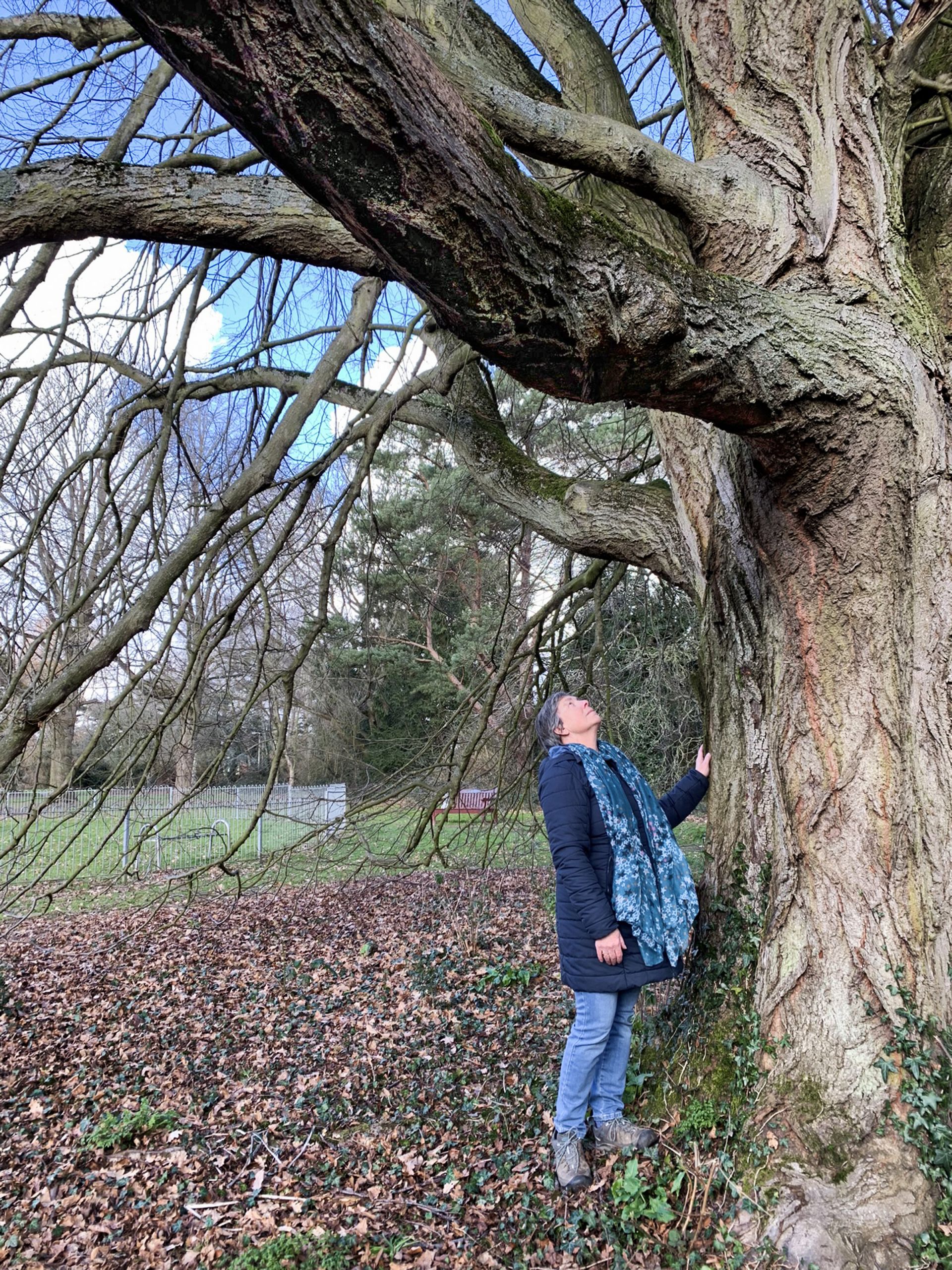 On the lookout for Aylsham tree champions – ACE – Aylsham Climate Emergency